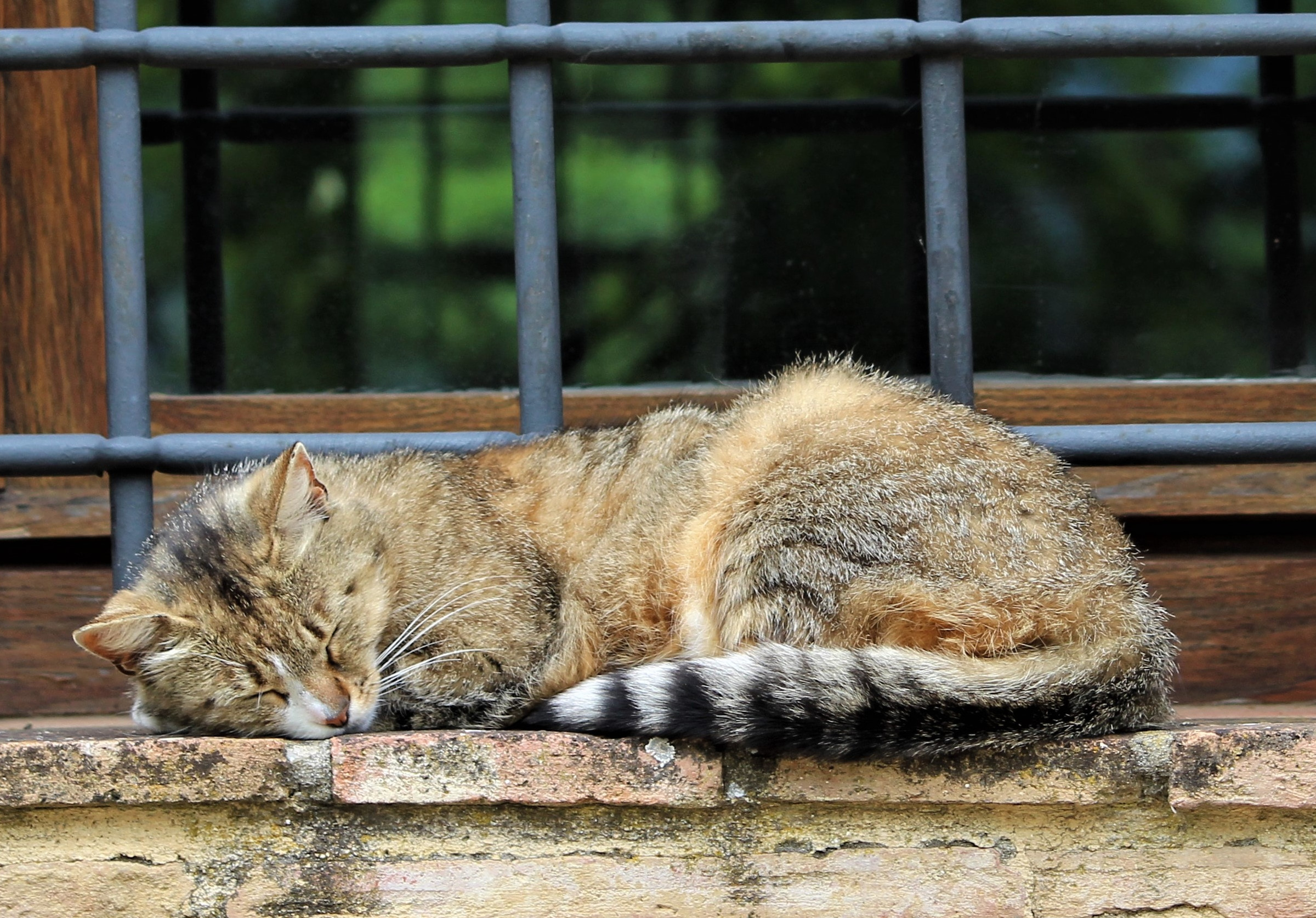 API Schema Showdown! Part 1: REST